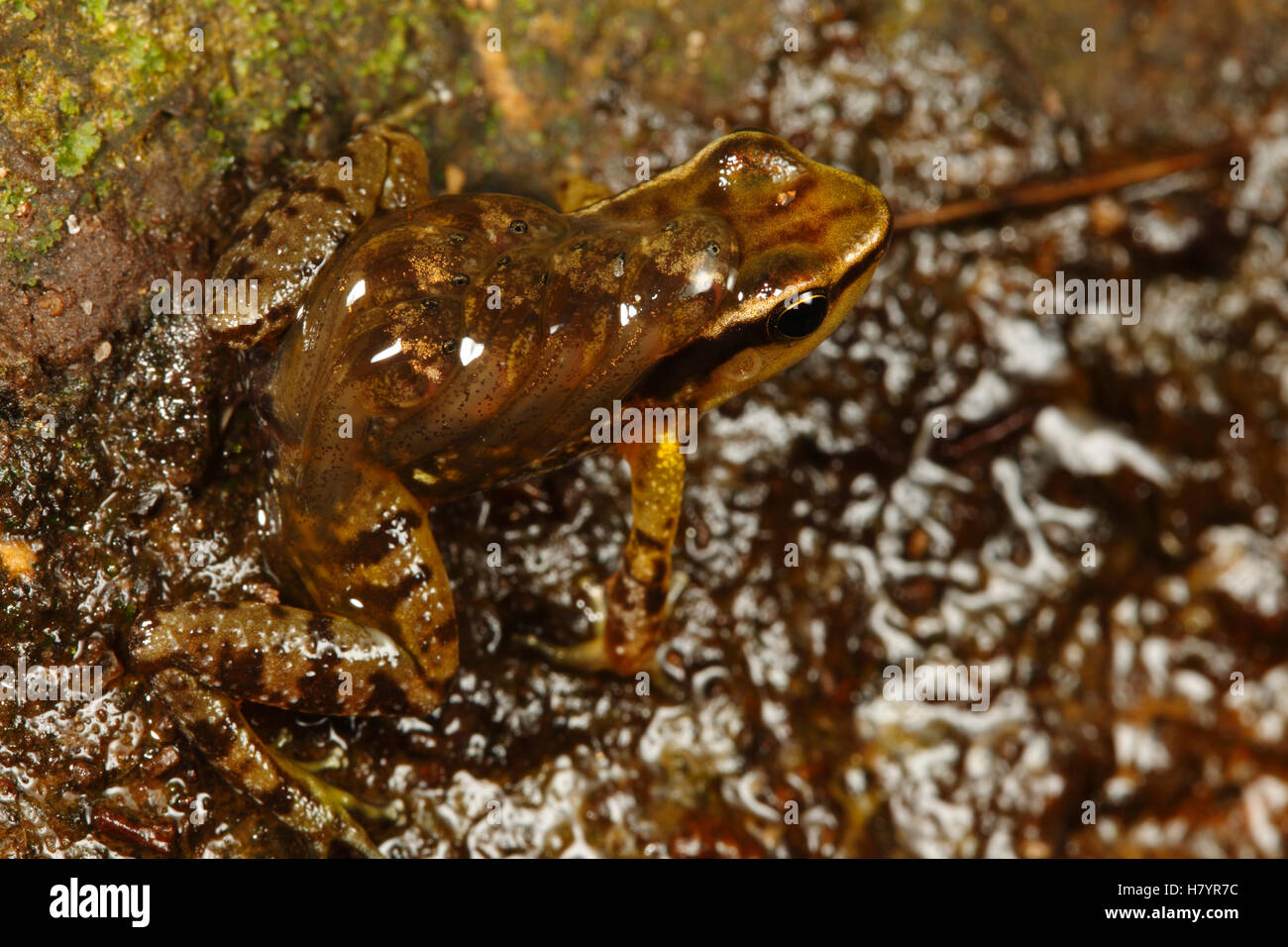 Poison Dart Frog Colostethus Sp Male Carrying Tadpoles Sierra Nevada