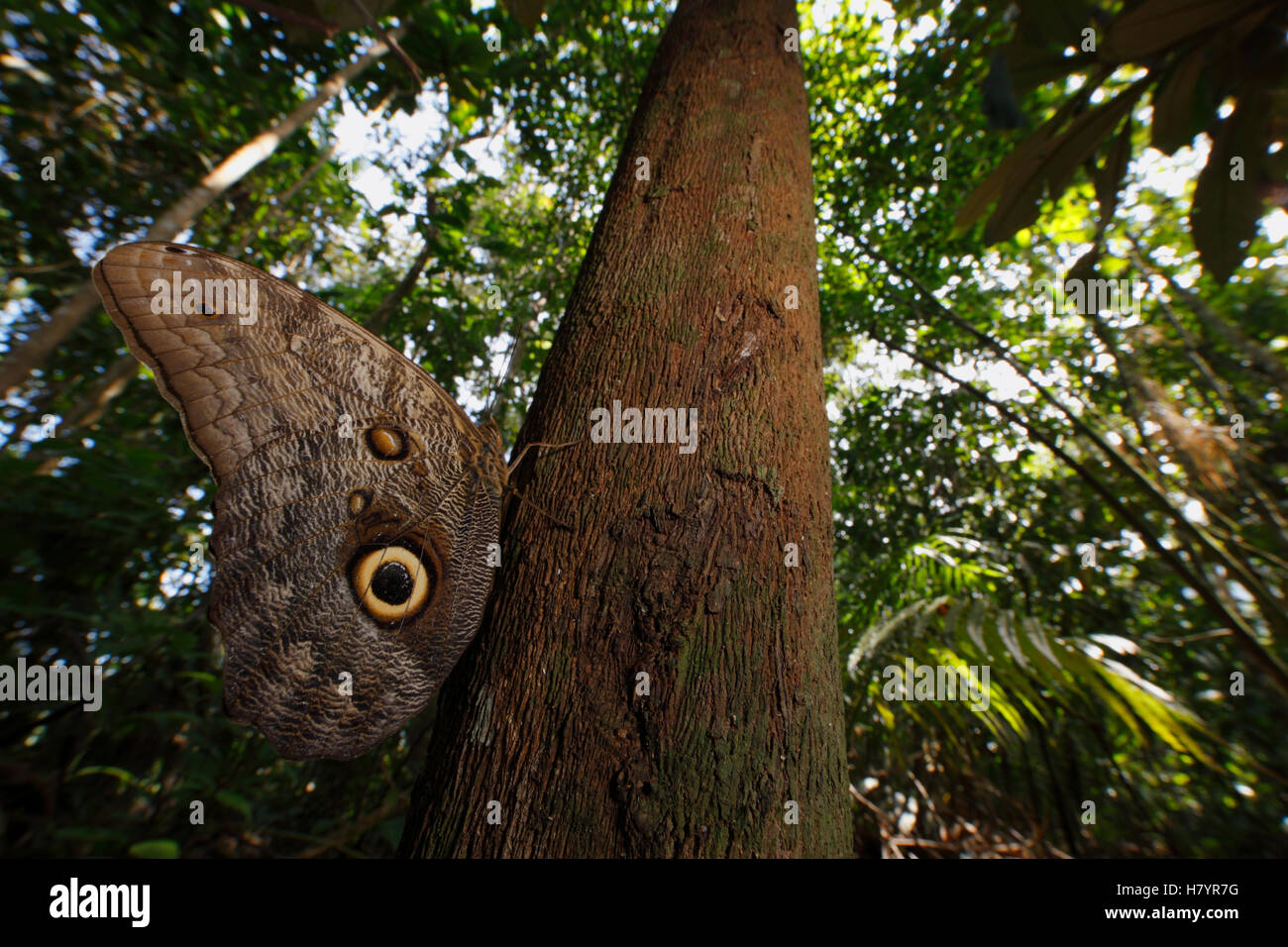 Morpho Butterfly (Morpho sp), Sierra Nevada de Santa Marta, Colombia ...