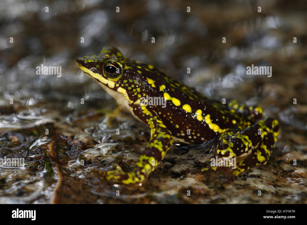Stub-foot Toad (Atelopus laetissimus), Sierra Nevada de Santa Marta ...