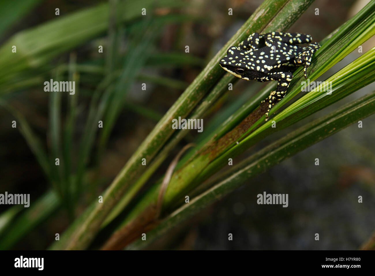Stub-foot Toad (Atelopus laetissimus), Sierra Nevada de Santa Marta ...