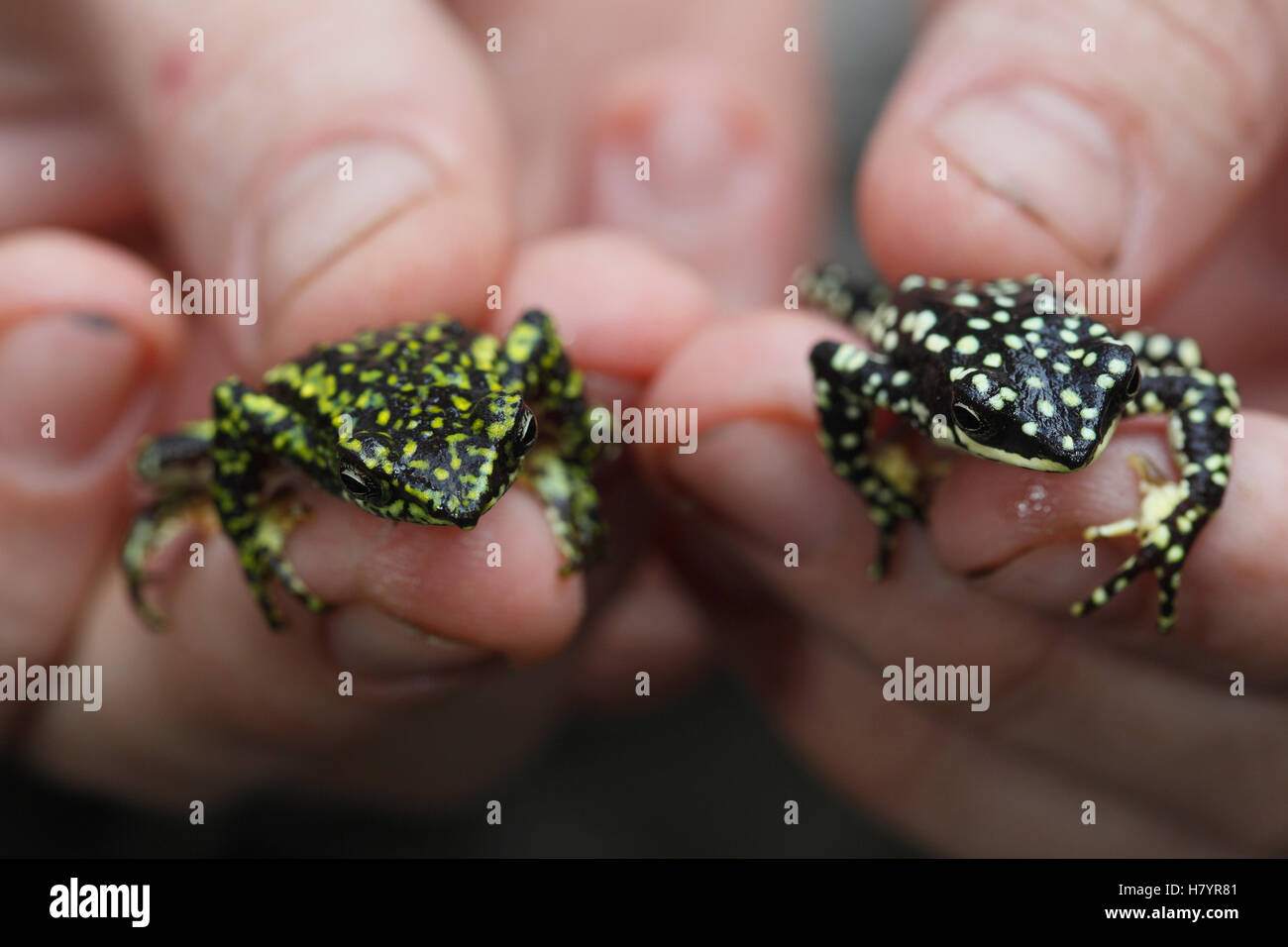Stub-foot Toad (Atelopus laetissimus) morphs, Sierra Nevada de Santa ...