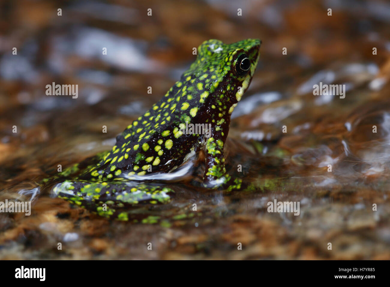 Stub-foot Toad (Atelopus laetissimus), Sierra Nevada de Santa Marta ...