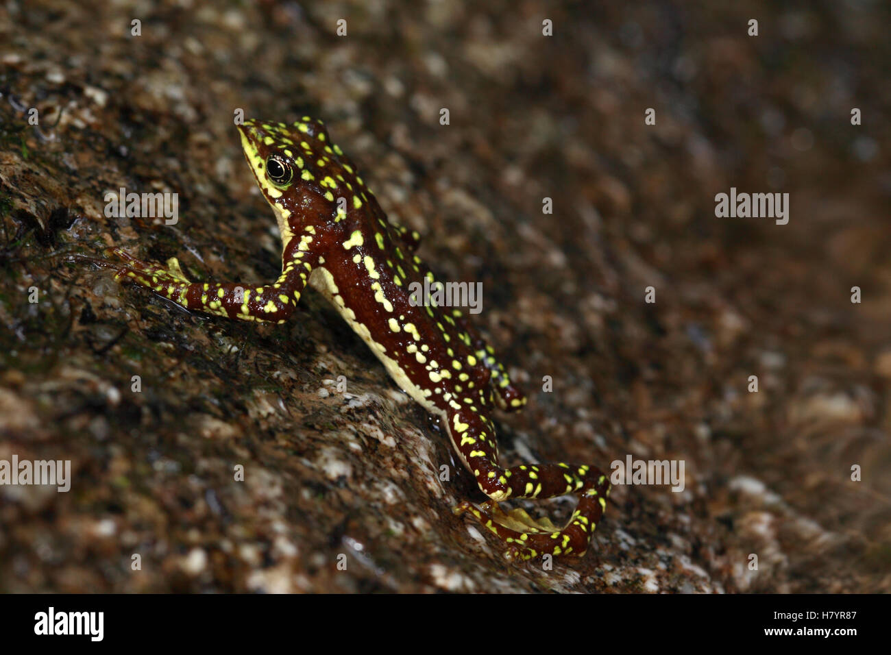 Stub-foot Toad (Atelopus laetissimus), Sierra Nevada de Santa Marta ...