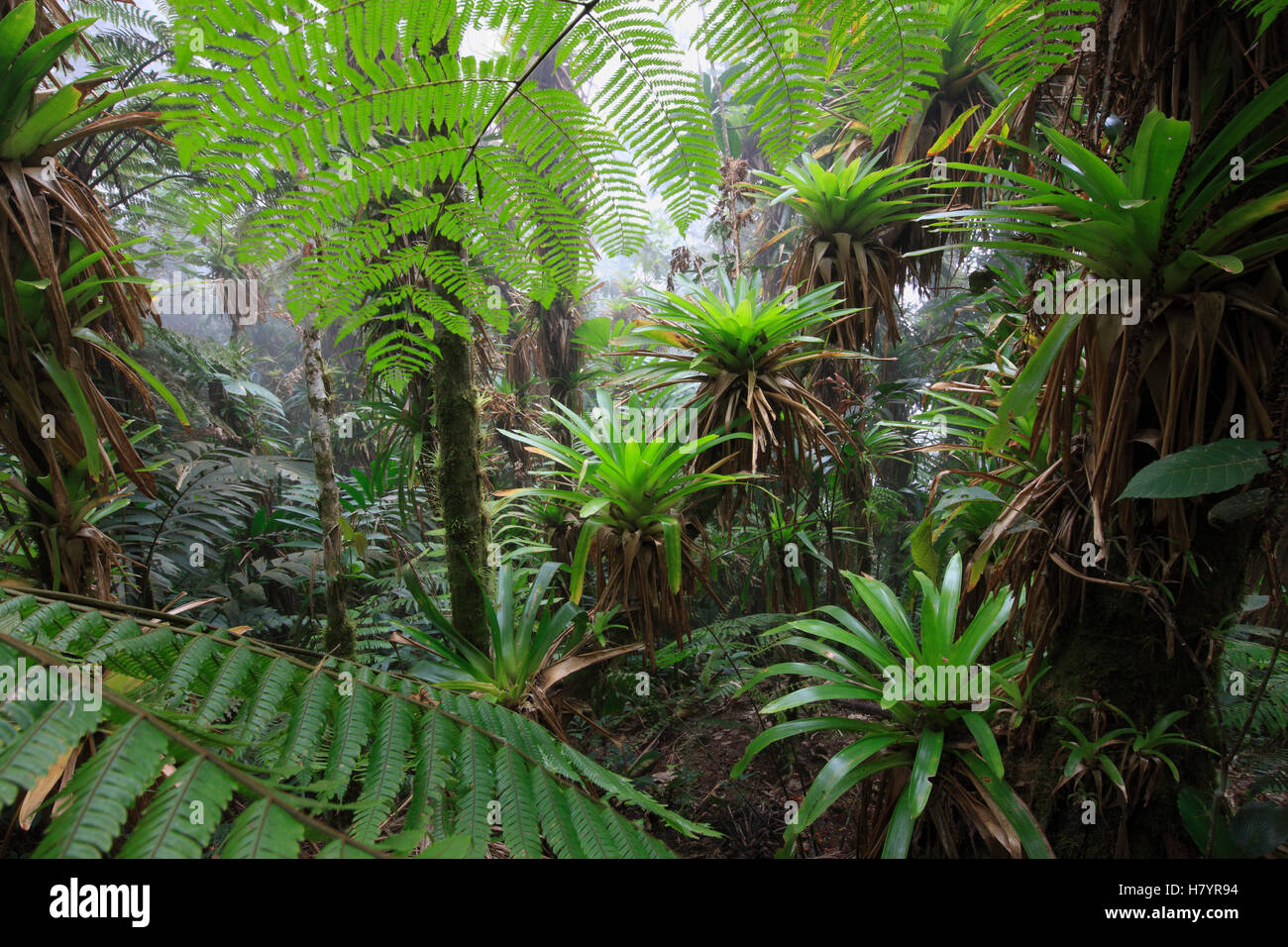 Bromeliad (Bromeliaceae) and tree fern at 1600 meters altitude in ...