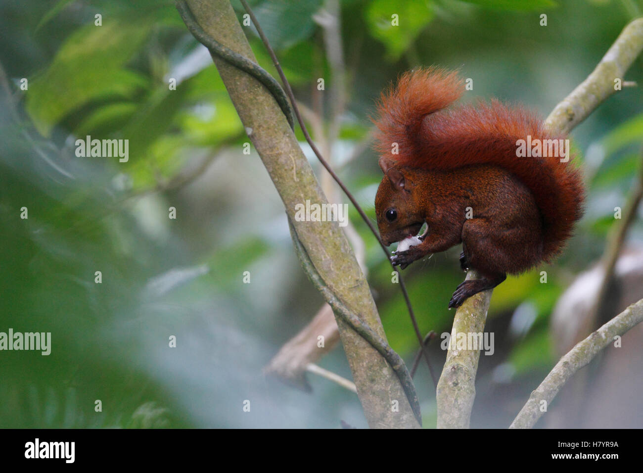 Red-tailed Squirrel (Sciurus granatensis) feeding, Sierra Nevada de ...