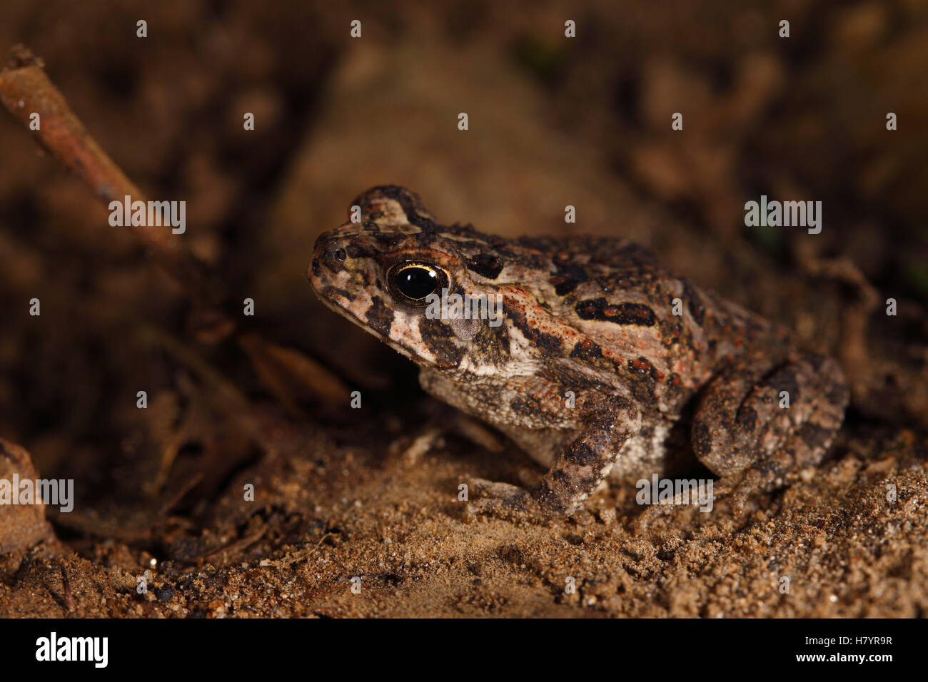 Cane Toad (Bufo marinus) juvenile, Sierra Nevada de Santa Marta ...