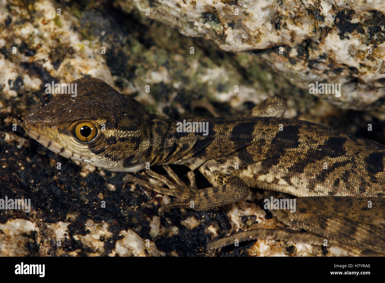 Jesus Christ Lizard (Basiliscus basiliscus) female, Sierra Nevada de ...