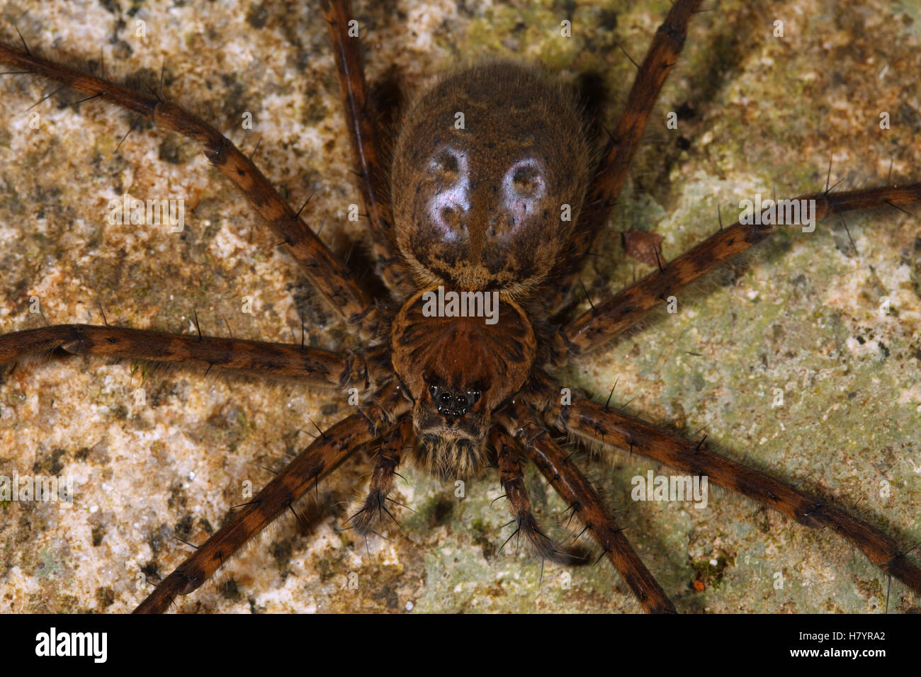 Spider (Ctenidae), Sierra Nevada de Santa Marta, Colombia Stock Photo ...