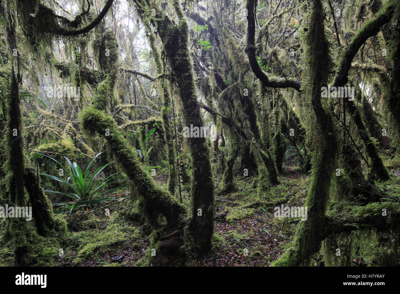 Paramo ecosystem 3000m above sea level with dwarfed trees and mosses ...