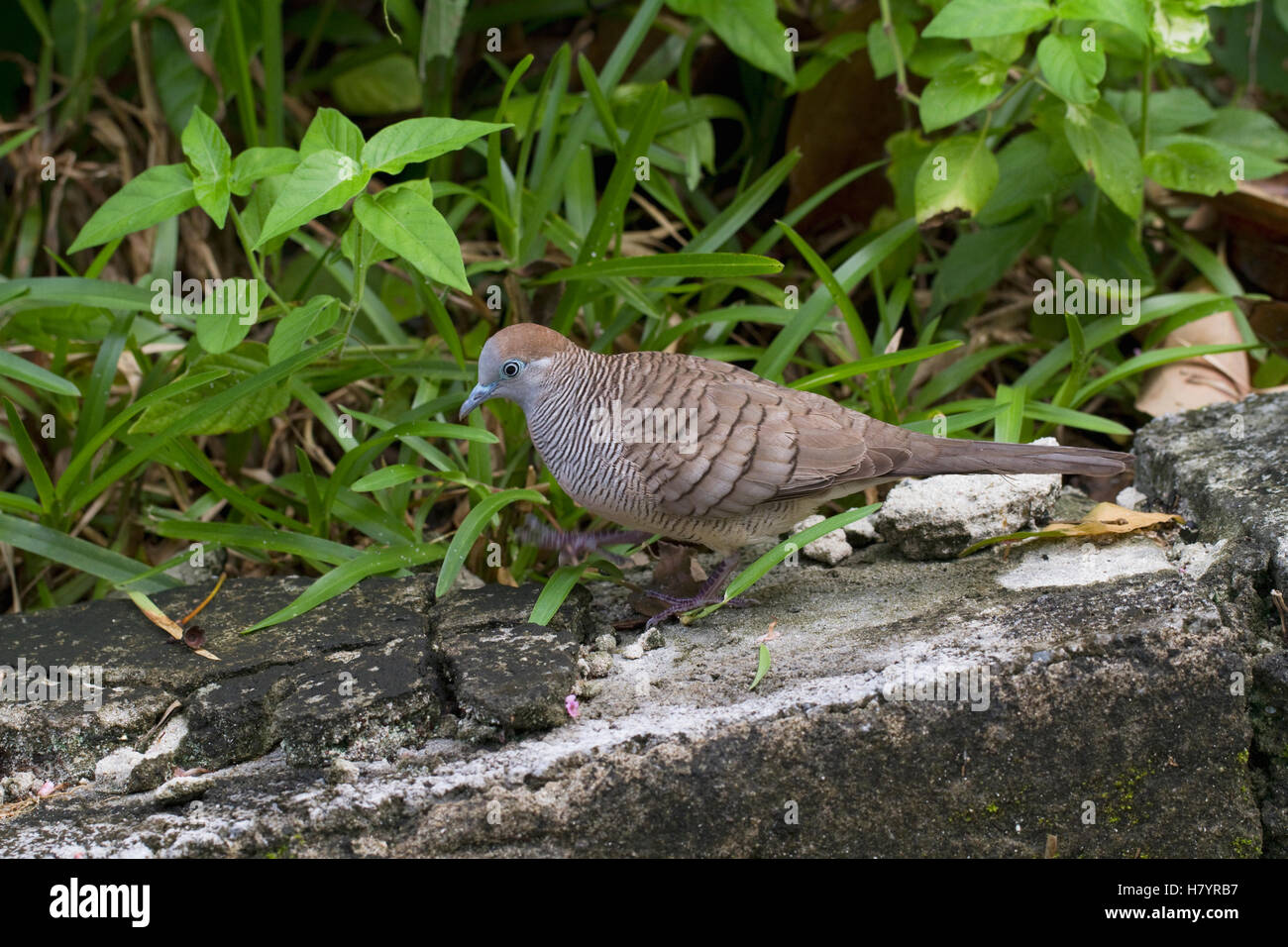 Zebra Dove (Geopelia striata), Seychelles Stock Photo - Alamy