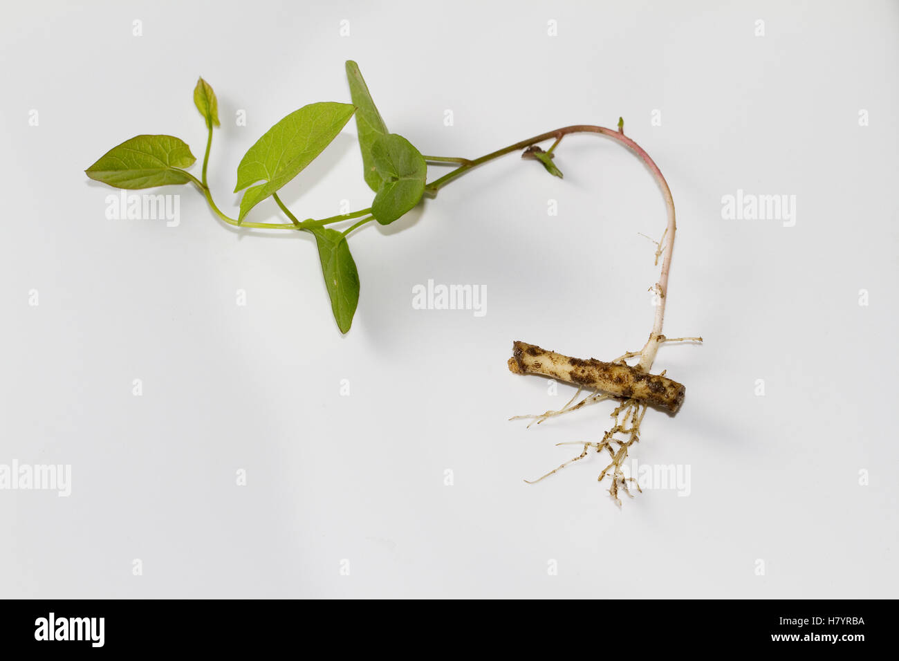 Morning Glory (Ipomoea sp) growing from root fragment, England Stock ...