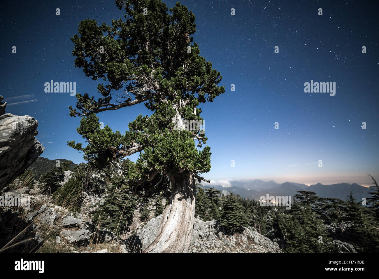 night sky behind of tree Stock Photo - Alamy