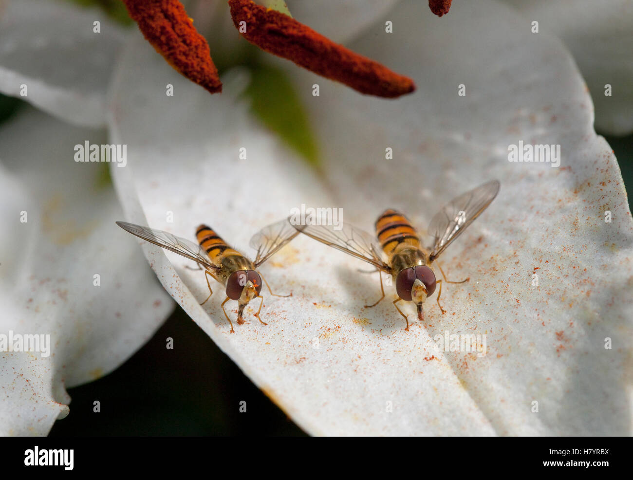 Marmalade Hover Fly (Episyrphus balteatus) pair feeding on lily pollen ...