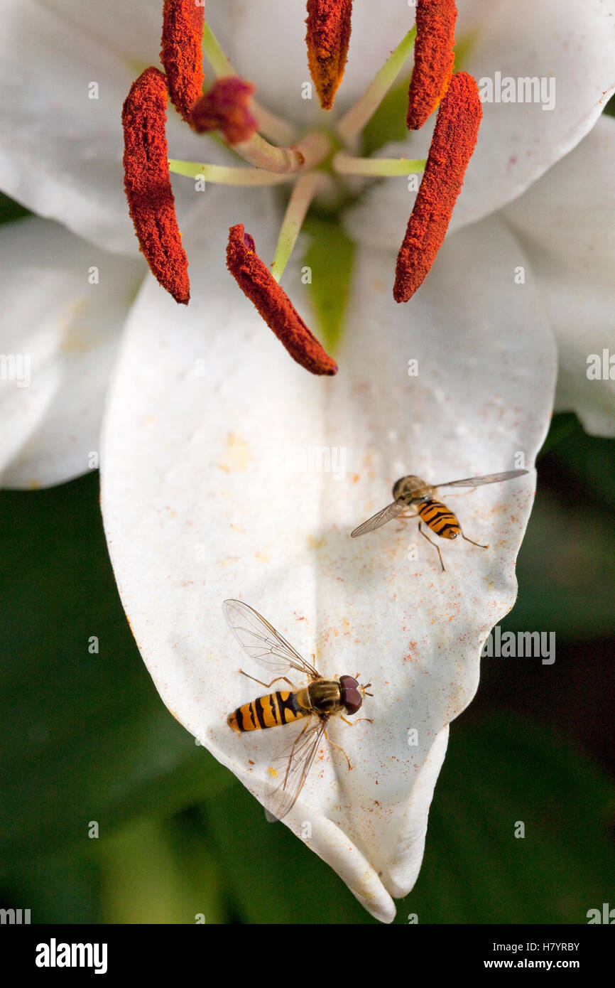 Marmalade Hover Fly (Episyrphus balteatus) pair feeding on lily pollen ...