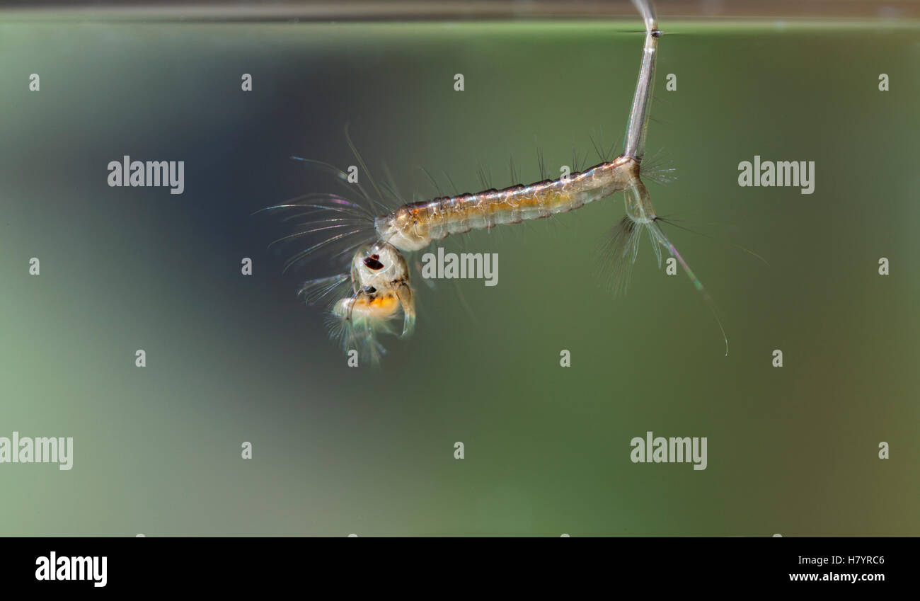 Midge pupa at the water surface, England Stock Photo - Alamy