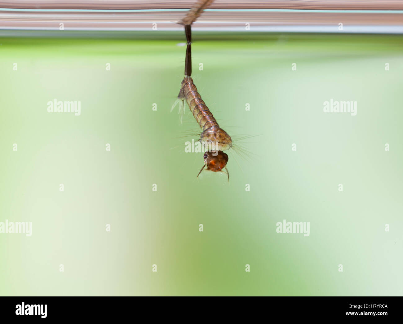 Midge pupa at the water surface, England Stock Photo - Alamy