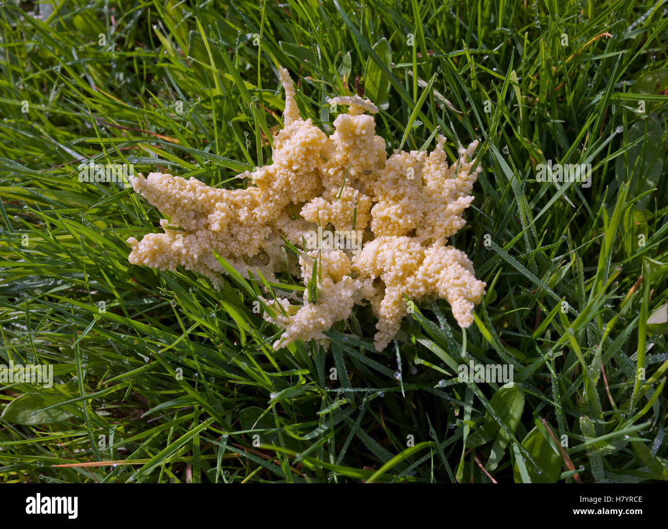 Slime Mold (Mucilago crustacea), England Stock Photo - Alamy