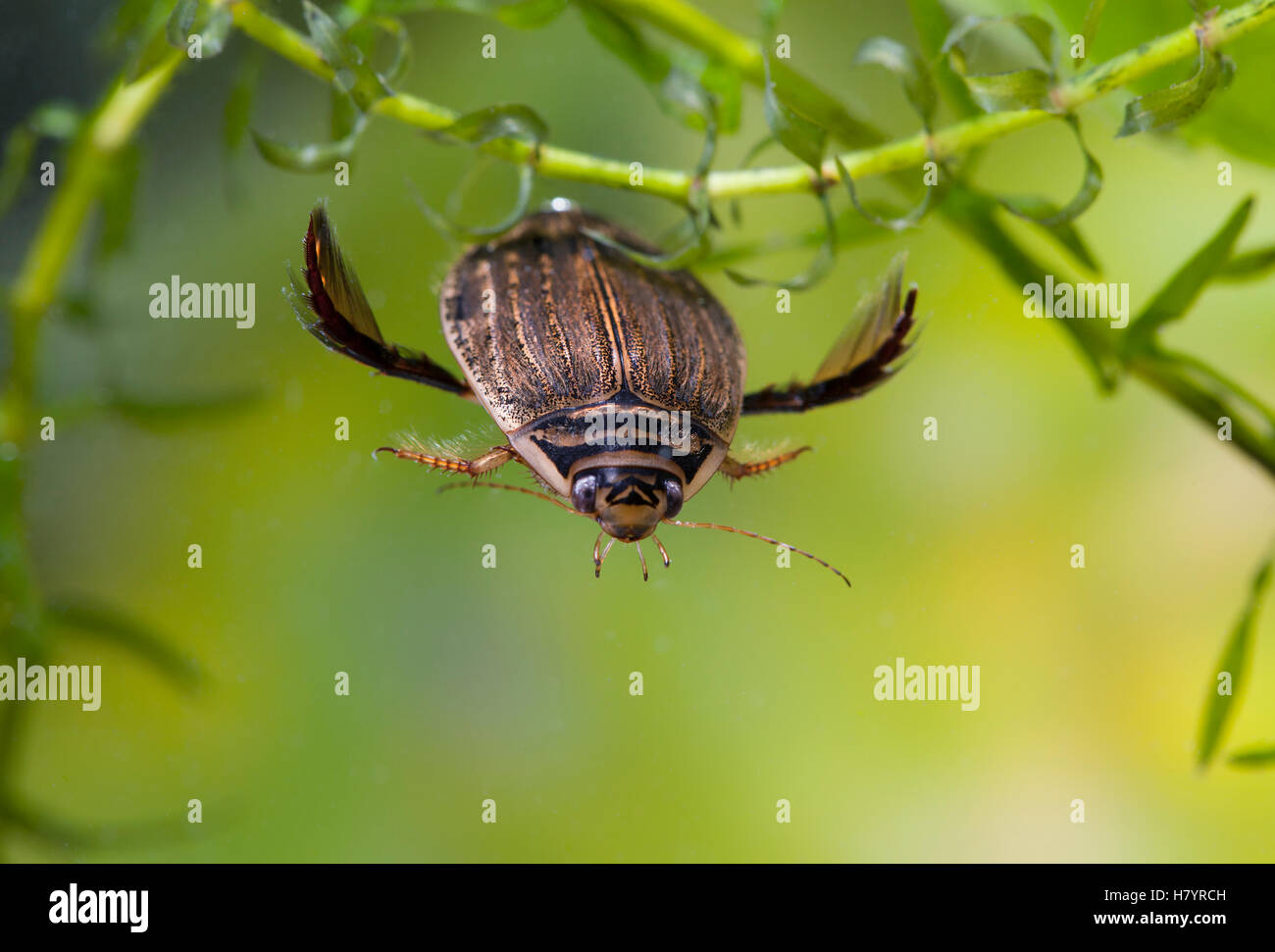 Water Beetle (Acilius sulcatus) female swimming underwater, England ...