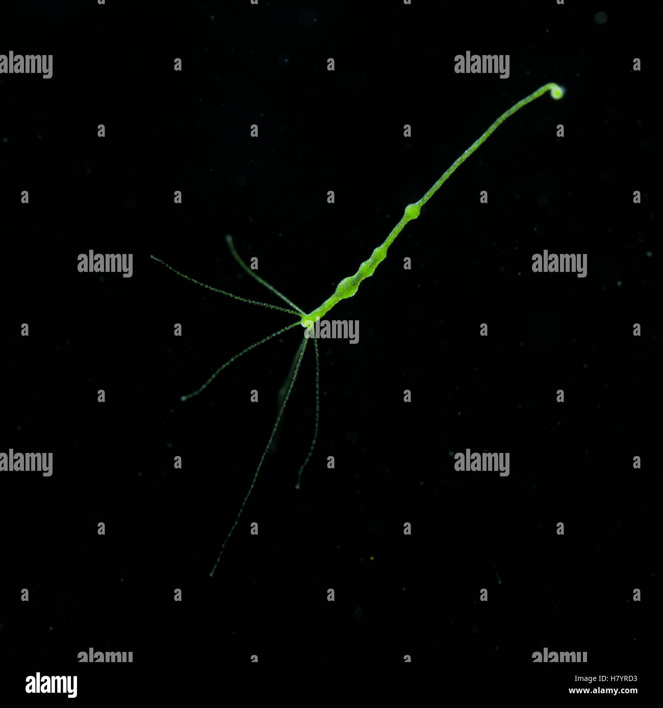 Hydra (Hydra viridis) with swallowed prey, England Stock Photo - Alamy