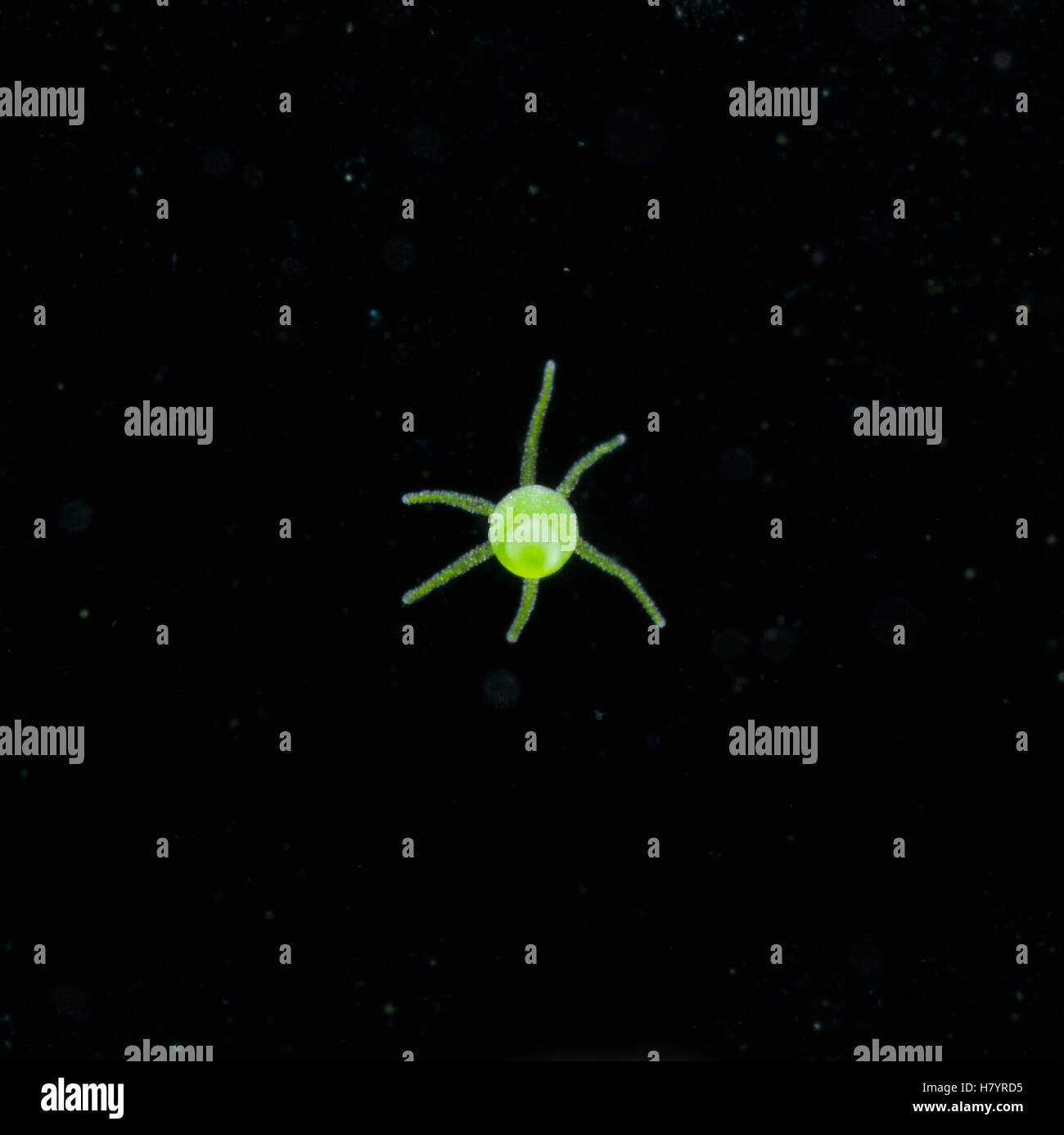 Hydra (Hydra viridis) with swallowed prey, England Stock Photo - Alamy