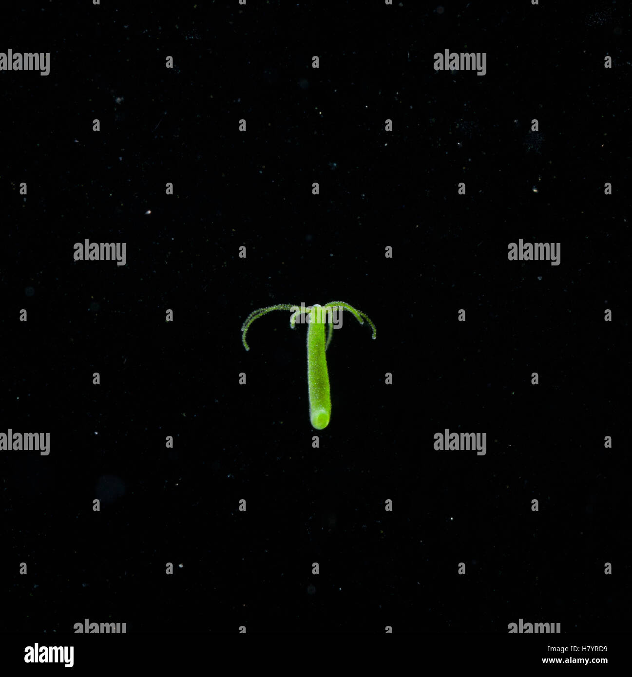 Hydra (Hydra viridis), England Stock Photo - Alamy