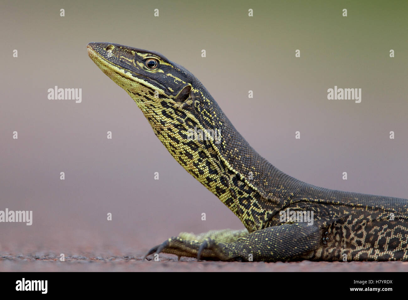 Gould's Goanna (Varanus gouldii) warming up on road, Kakadu National ...