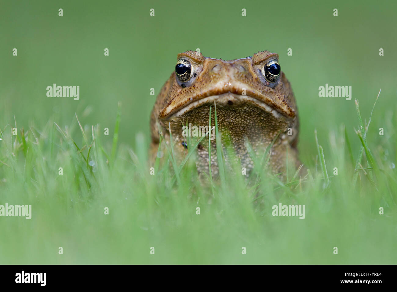 Cane Toad (Bufo marinus), Northern Territory, Australia Stock Photo - Alamy