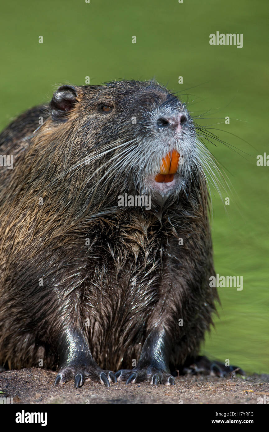 Nutria (Myocastor coypus) showing orange teeth, Germany Stock Photo - Alamy