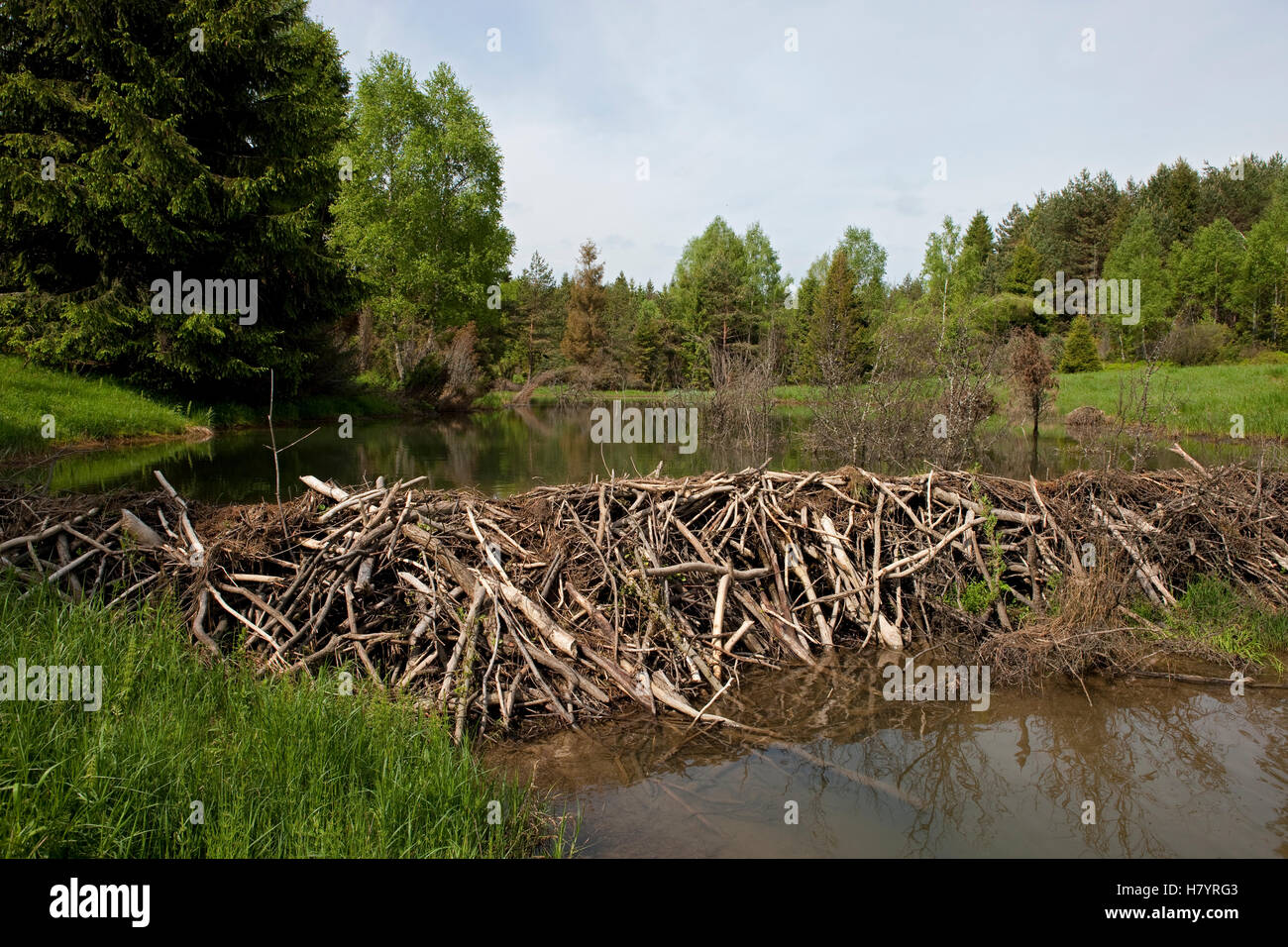 European Beaver (Castor fiber) dam, Bieszczady, Poland Stock Photo - Alamy