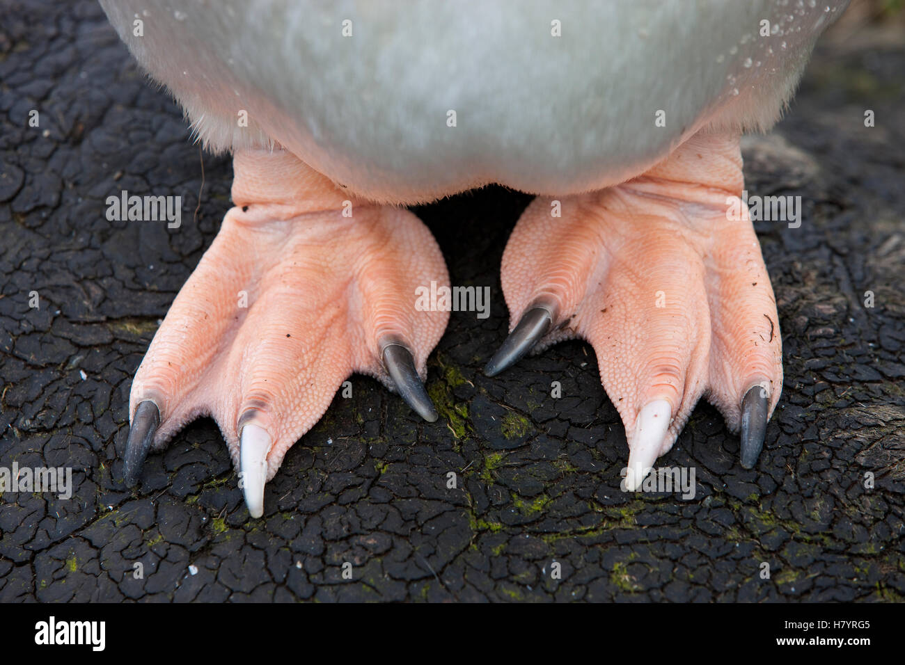 Gentoo Penguin (Pygoscelis papua) feet, Prion Island, South Georgia ...