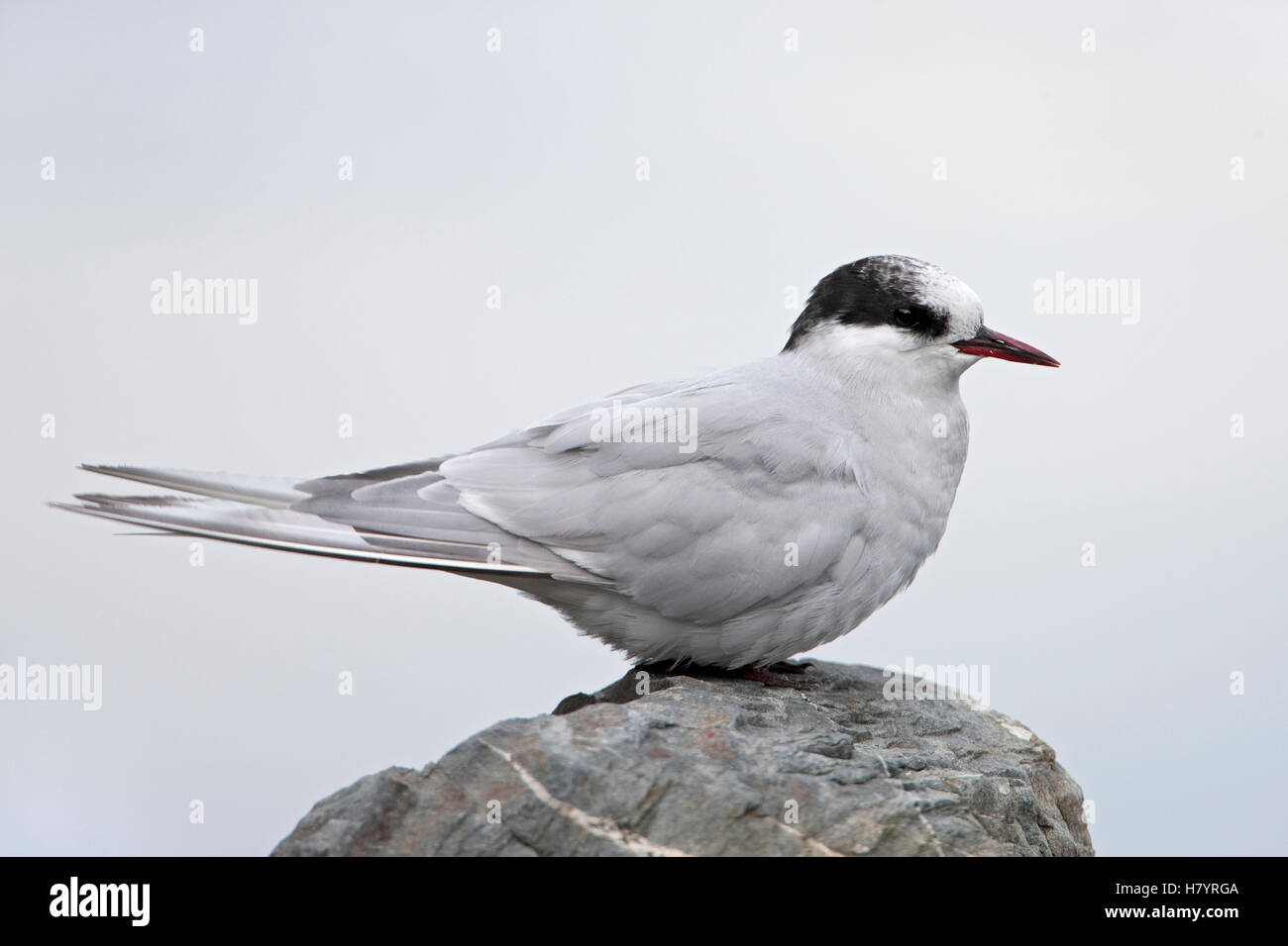 Antarctic Tern (Sterna vittata), King Edward Point, South Georgia ...