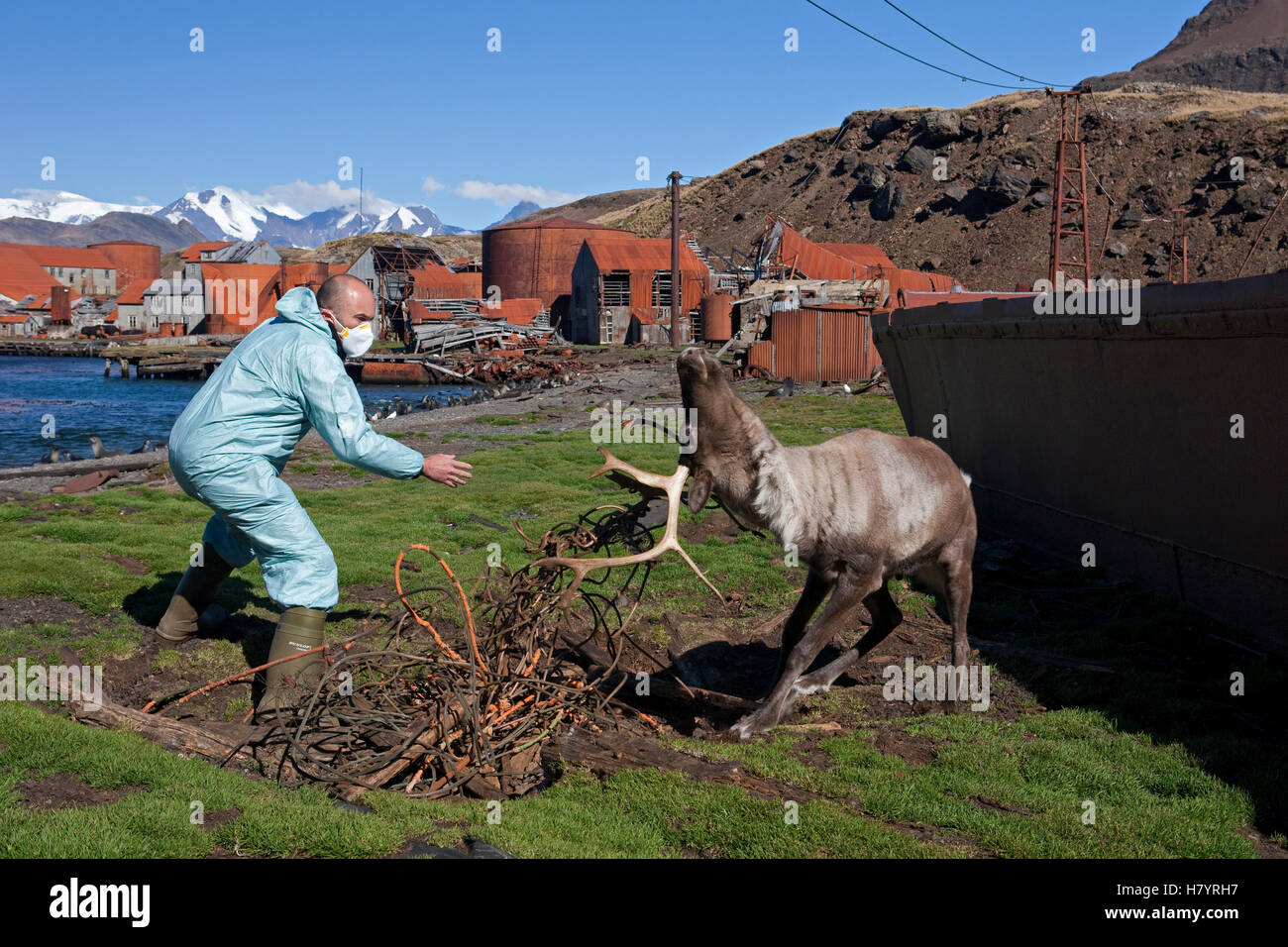 Caribou (Rangifer tarandus) researcher trying to free animal entangled ...