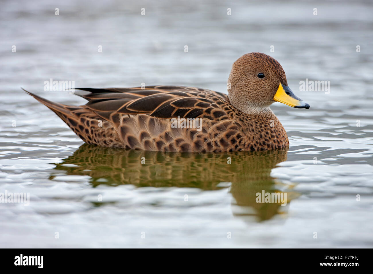 South Georgia Pintail (Anas georgica georgica), Salisbury Plain, South ...