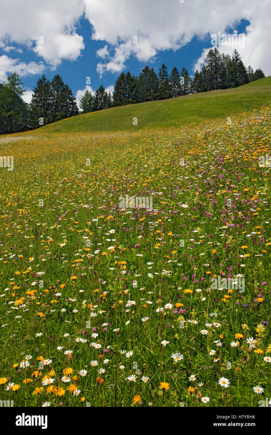 Alpine meadow with blooming wildflowers, Austria Stock Photo - Alamy