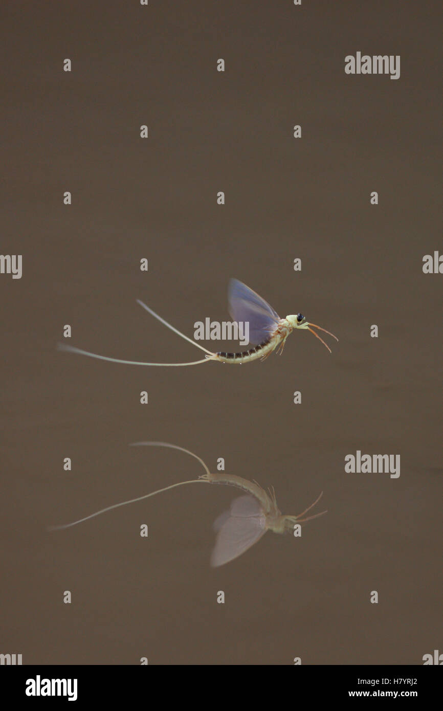 Tisza Mayfly (Palingenia longicauda) flying over water after hatching ...