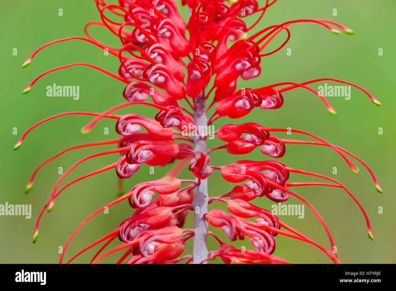 Grevillea (Grevillea dryandri) flower, Kakadu National Park, Australia ...