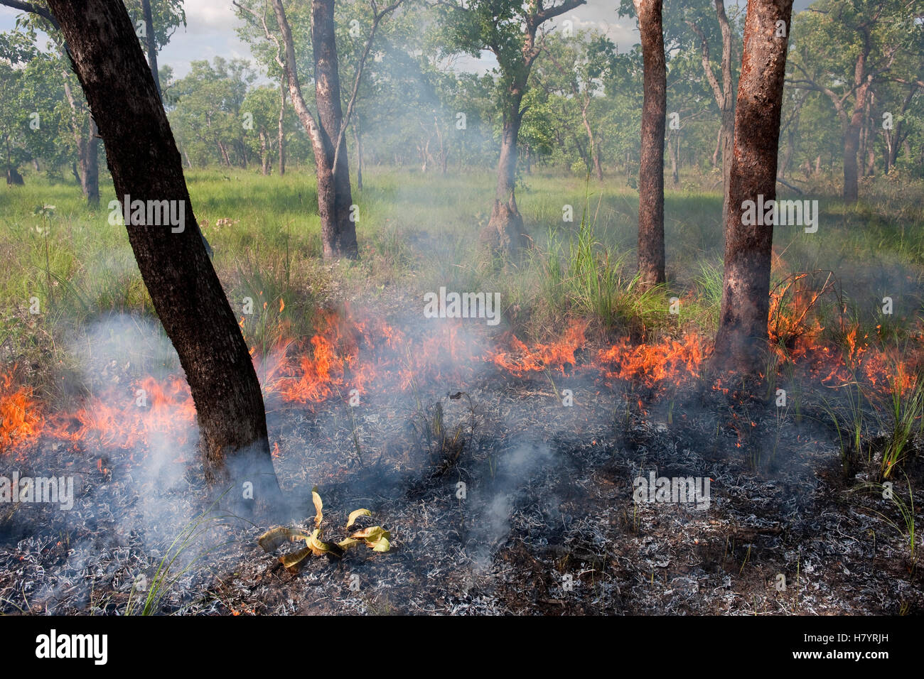 Bushfire, Kakadu National Park, Australia Stock Photo - Alamy