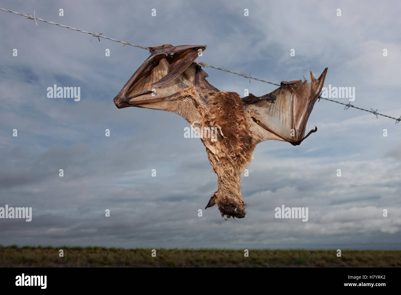 Flying Fox (Pteropus sp) caught in barbed wire fence, Queensland ...