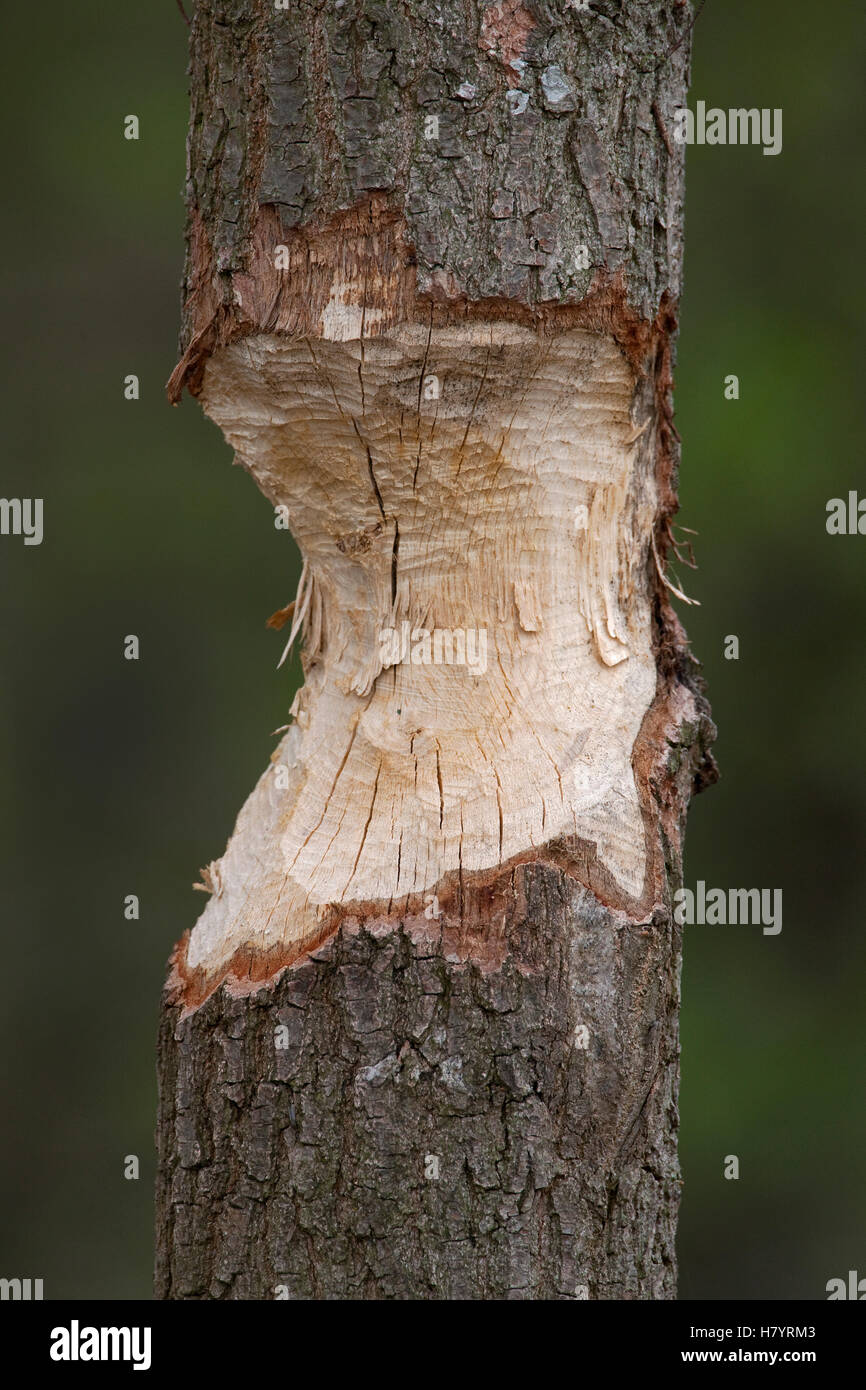 European Beaver (Castor fiber) marks left on tree trunk, Mecklenburg ...