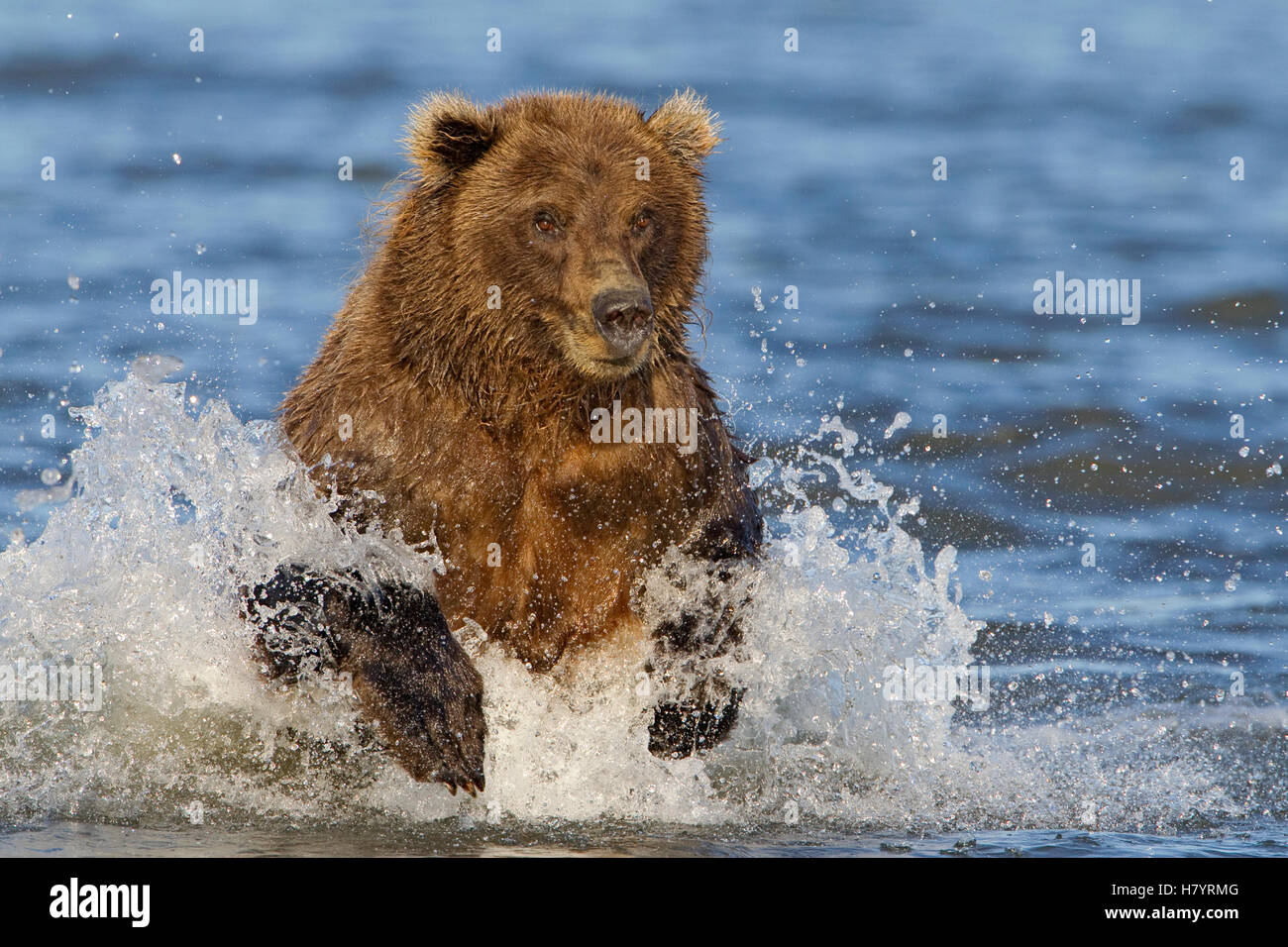 Grizzly Bear (Ursus arctos horribilis) fishing for salmon, Lake Clark ...