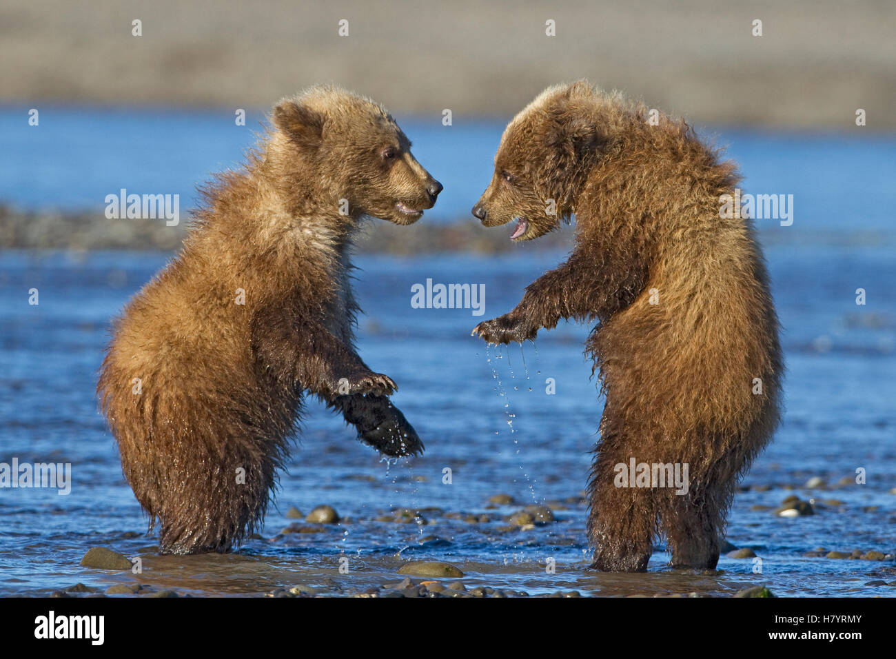 Grizzly Bear (Ursus arctos horribilis) cubs play fighting, Lake Clark ...