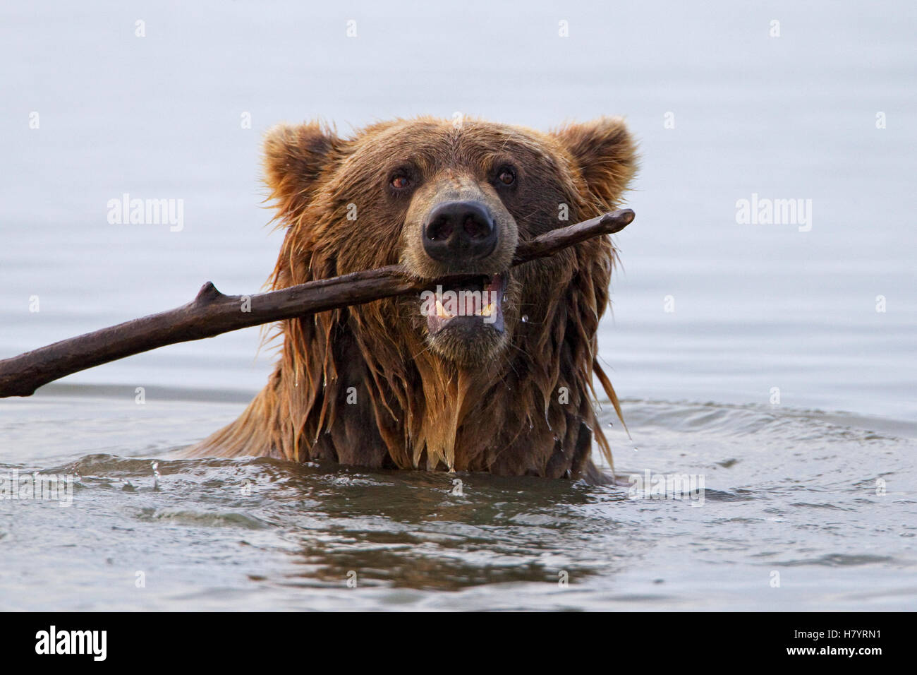 Grizzly Bear (Ursus arctos horribilis) playing with stick, Lake Clark ...