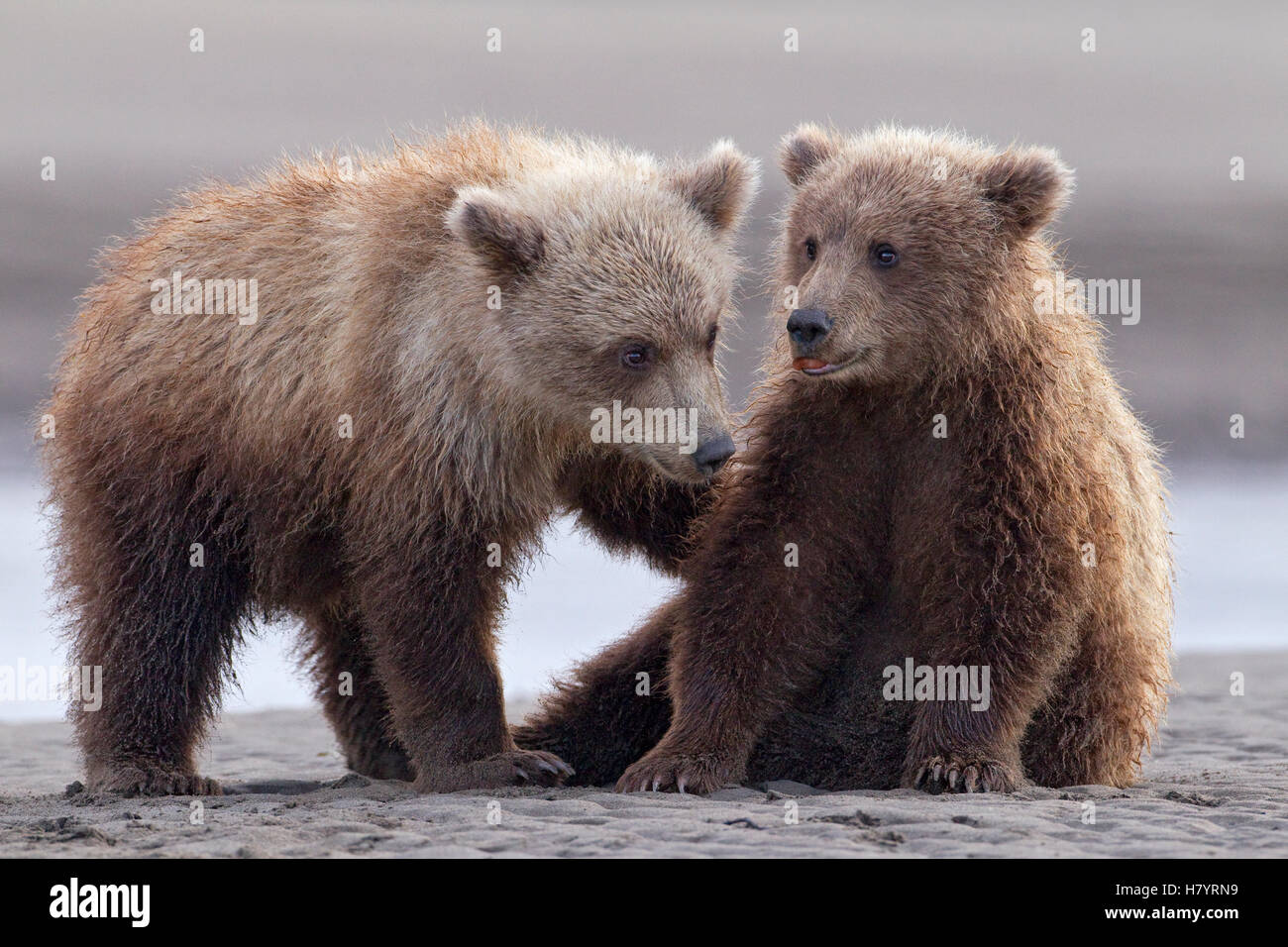 Grizzly Bear (Ursus arctos horribilis) cubs playing, Lake Clark ...