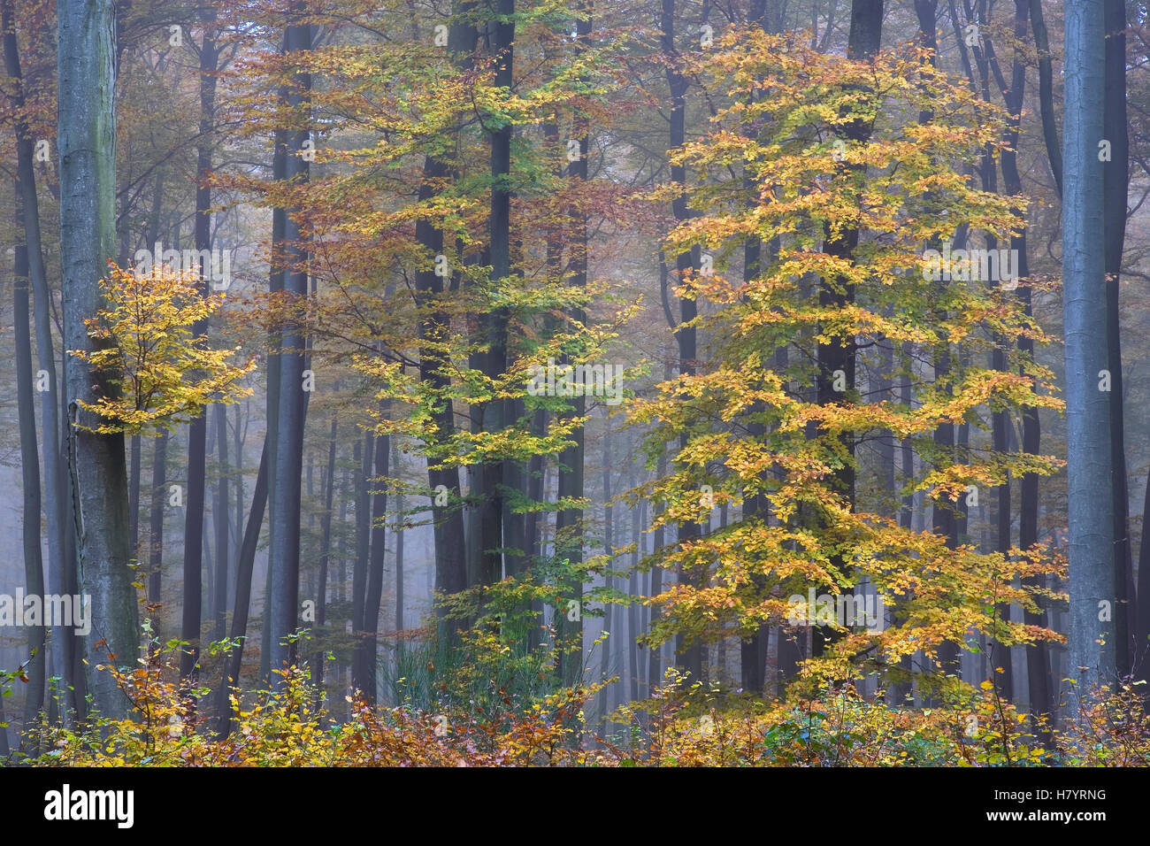 European Beech (Fagus sylvatica) trees in fall colors, Hessen, Germany ...