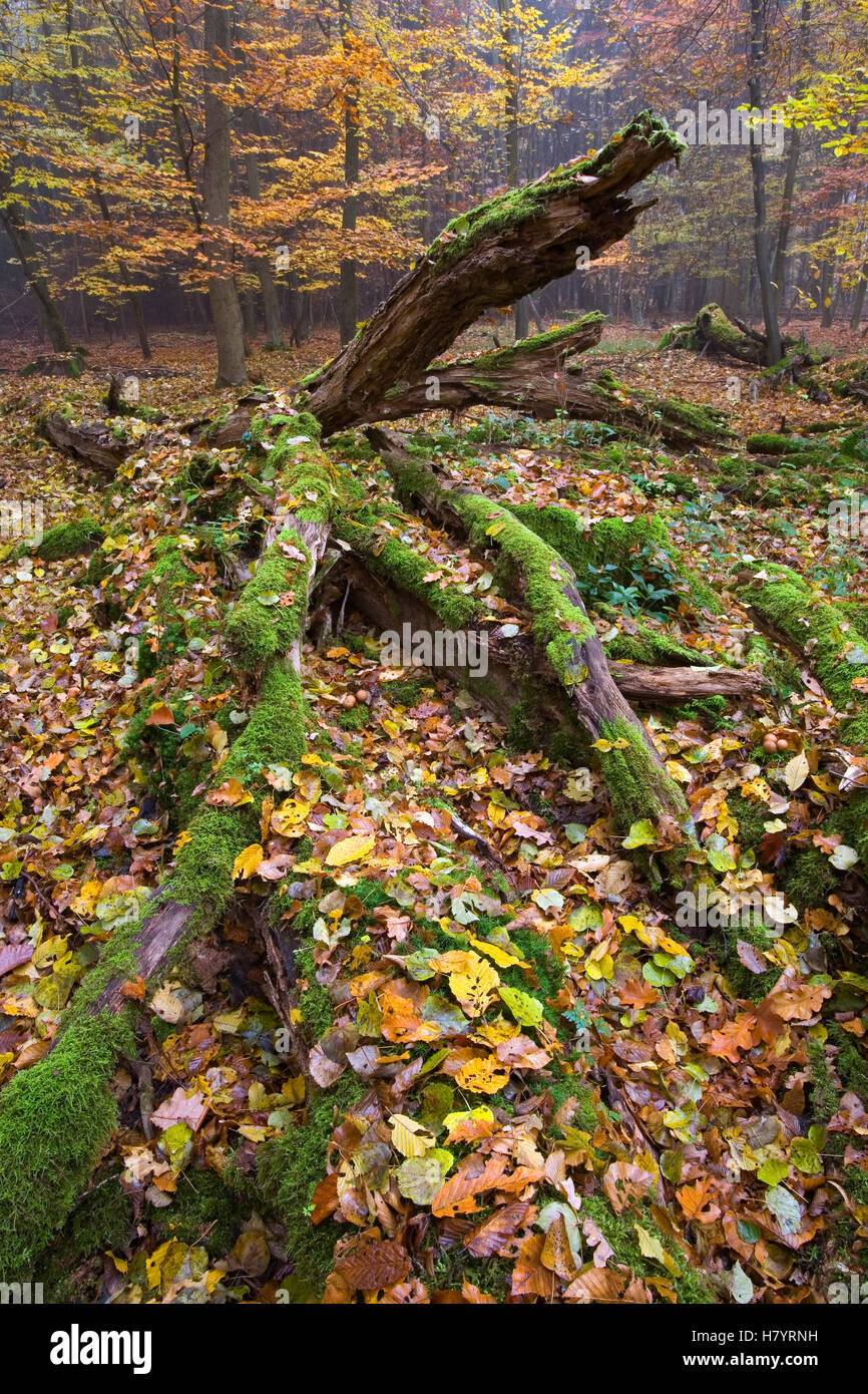 European Beech (Fagus sylvatica) trees in fall colors with fallen logs, Hessen, Germany Stock ...