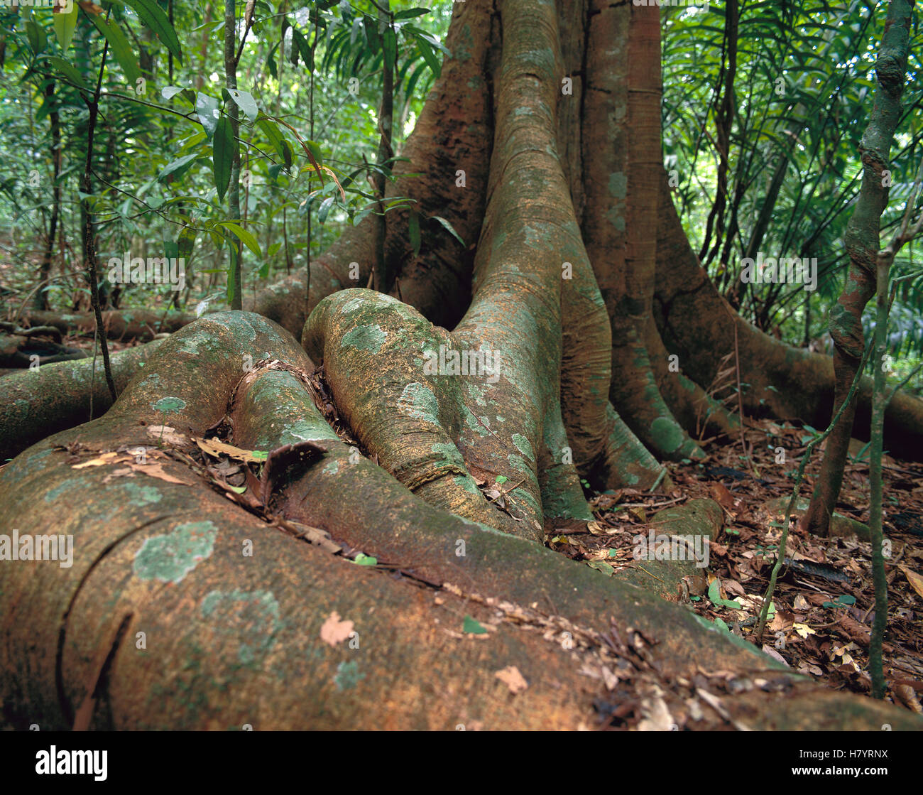Fig (Ficus insipida) tree with large roots in old growth rainforest ...