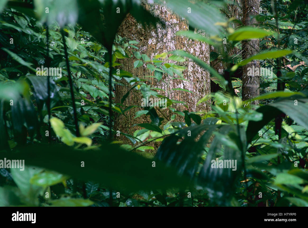 Tree trunk seen through understory rainforest vegetation, Barro ...