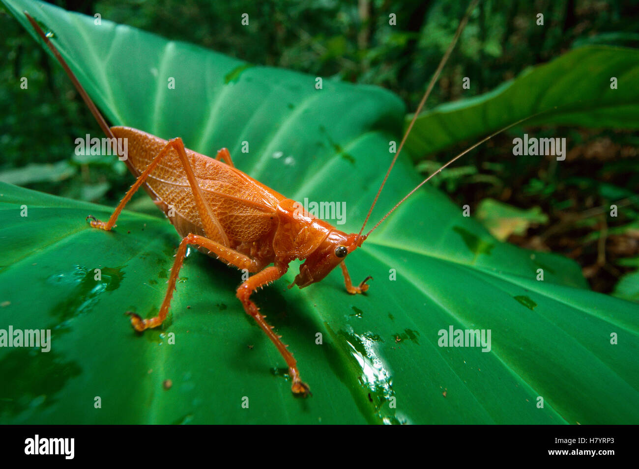 Katydid (Copiphora sp), Barro Colorado Island, Panama Stock Photo - Alamy