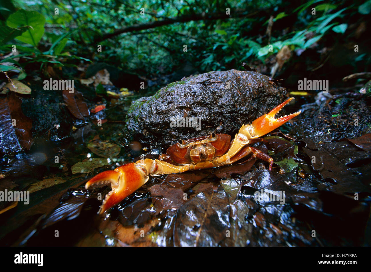 Short-tailed Crab (Potamocarcinus sp) in defensive posture, Barro ...