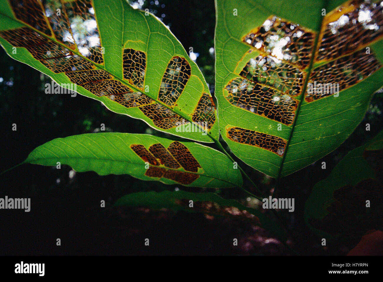 Bursera Tree (Protium sp) leaves with insect damage, Barro Colorado ...